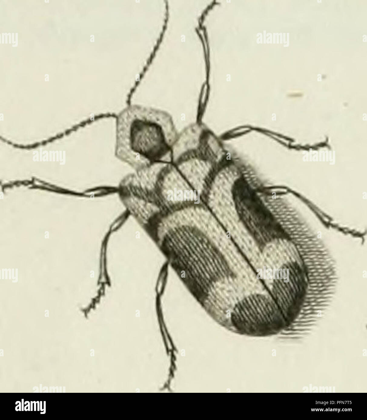 This image, part of 'The Cyclopaedia,' provides an encyclopedic entry ...