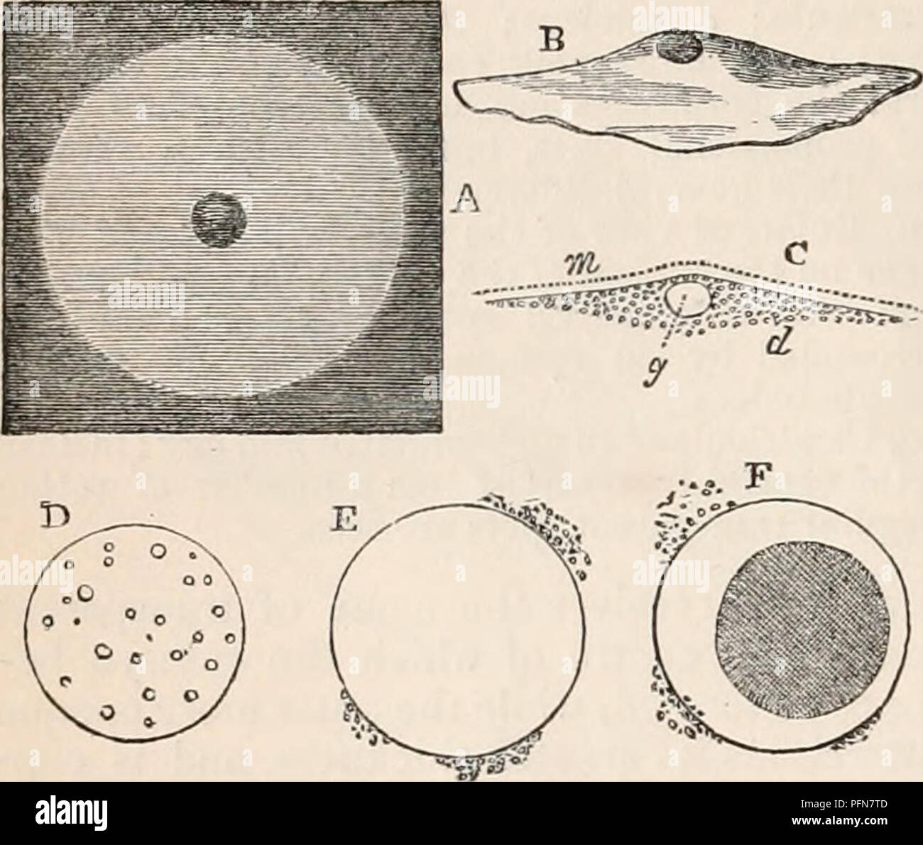 The image from the 'Cyclopedia of Anatomy and Physiology' details the ...