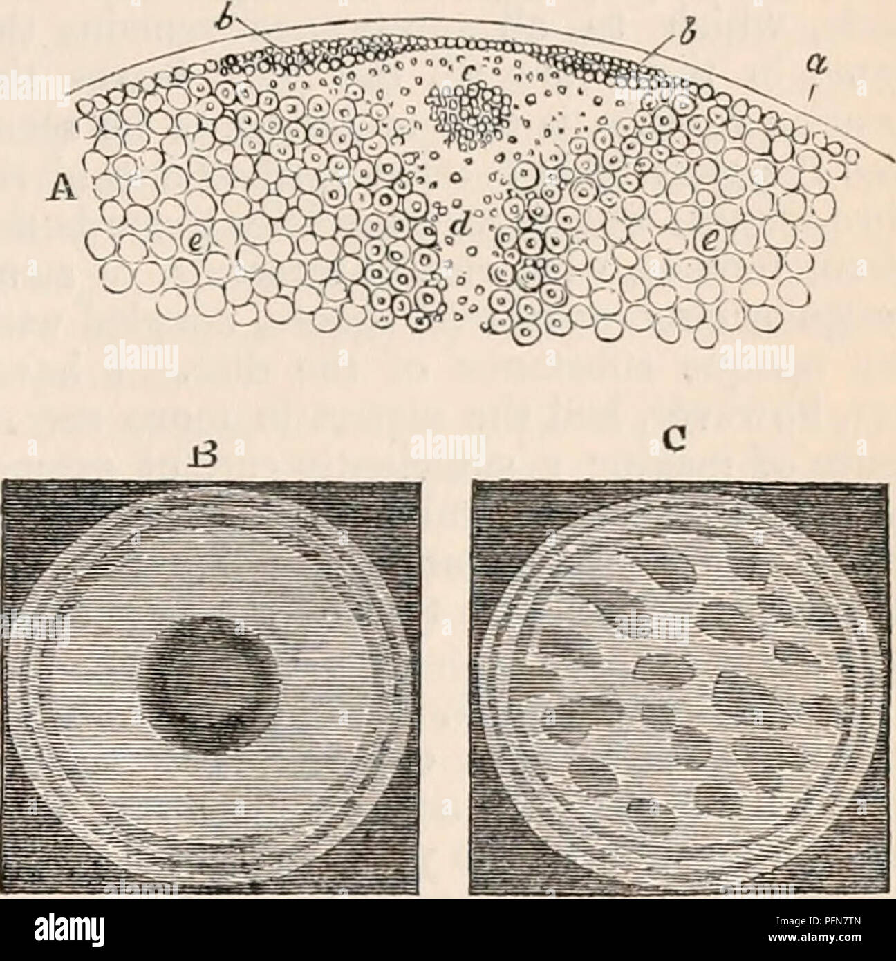 This image depicts the yolk of an ovum, highlighting its structure and ...