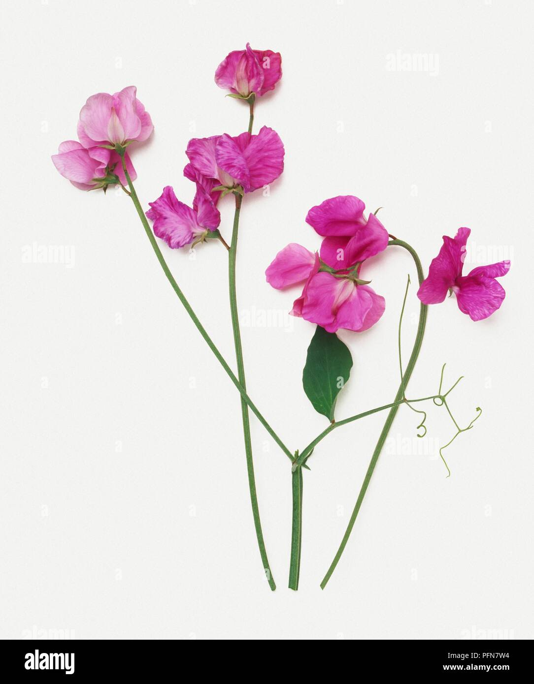 Pink sweet pea flowers on stems Stock Photo - Alamy