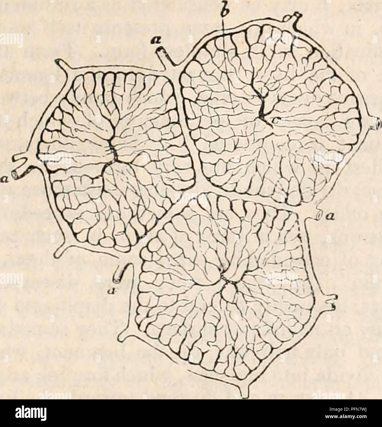 Interlobular veins hi-res stock photography and images - Alamy