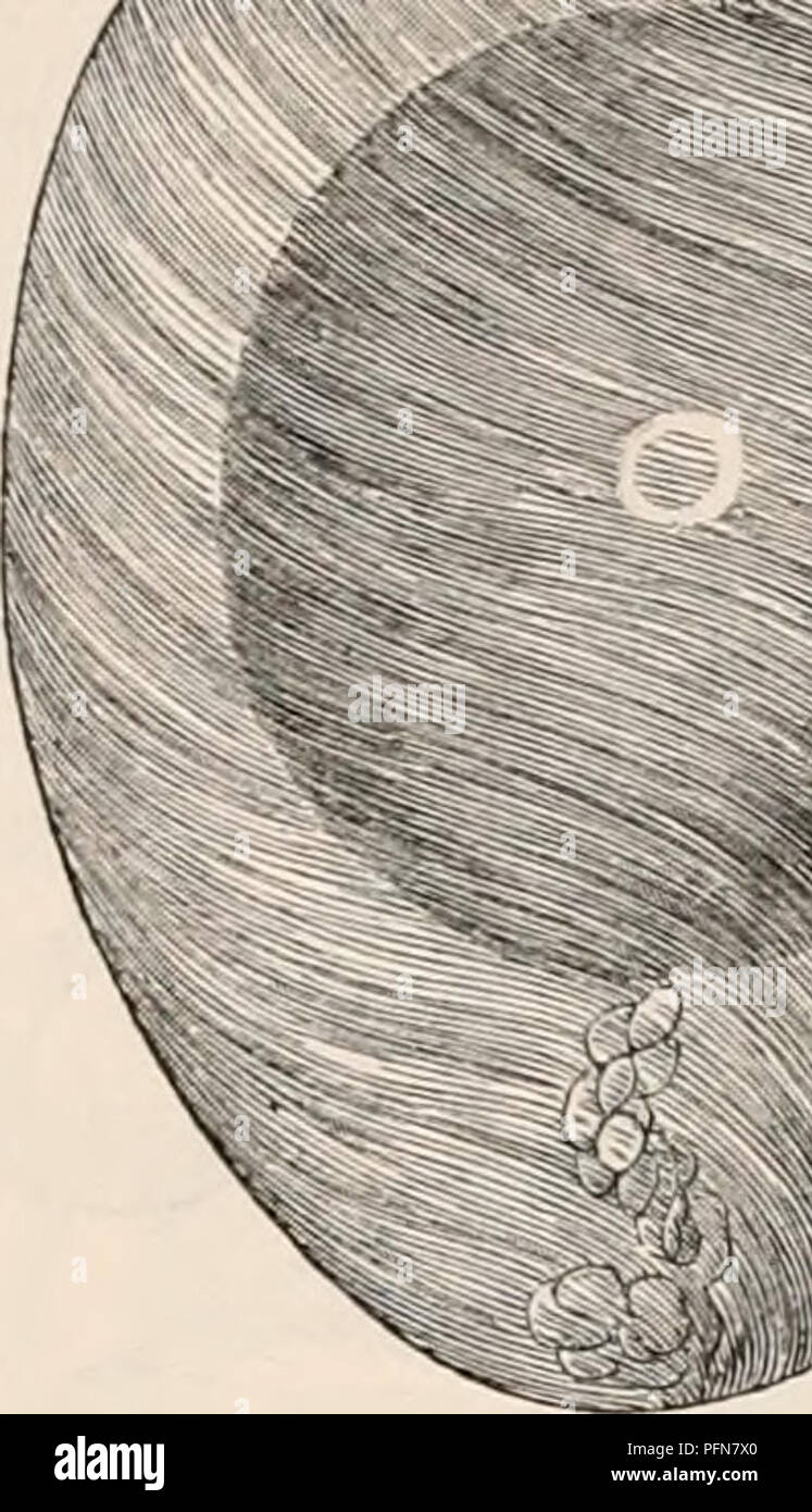 Vitelline membrane hi-res stock photography and images - Alamy