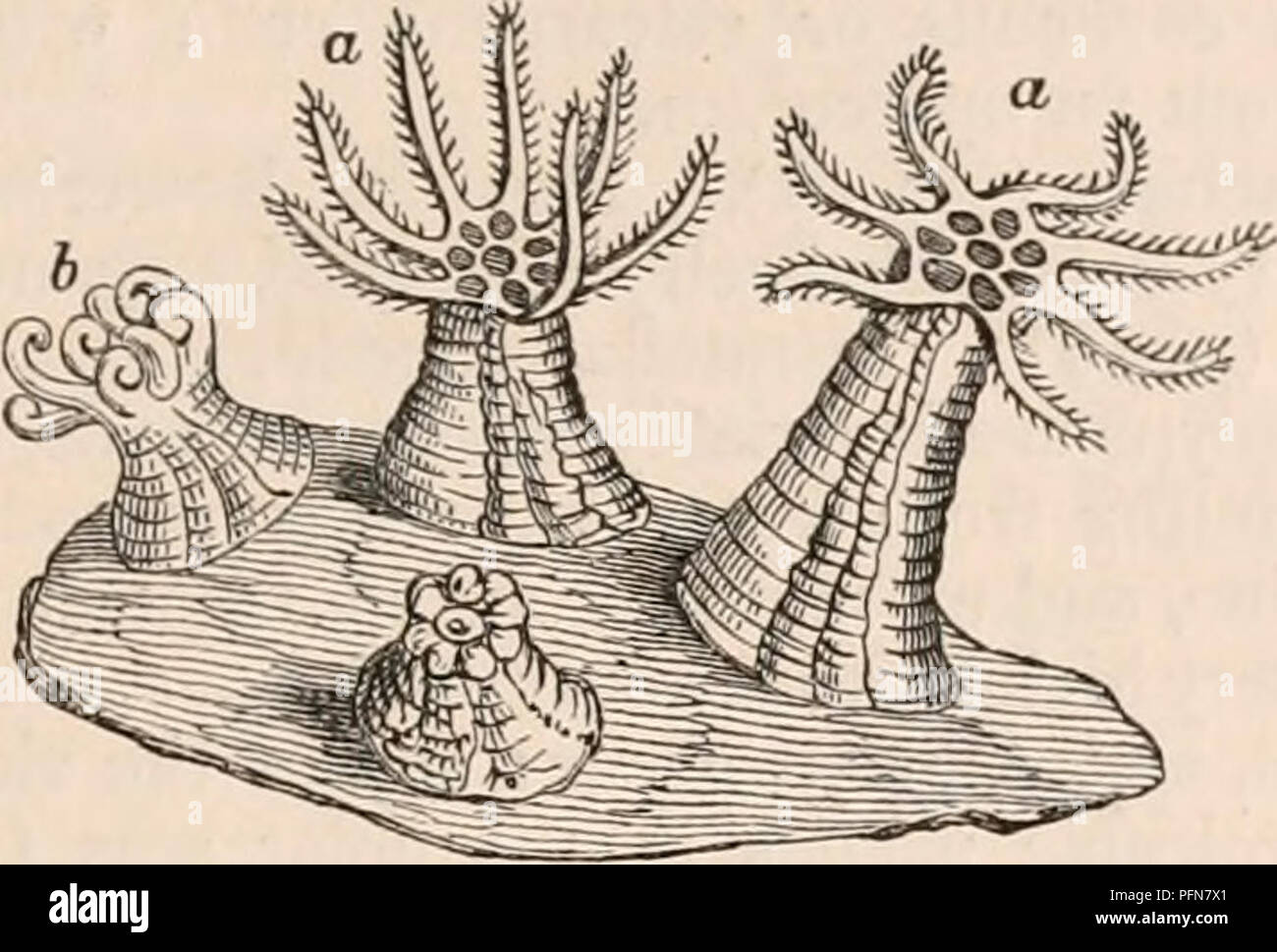 Polypifera hi-res stock photography and images - Alamy