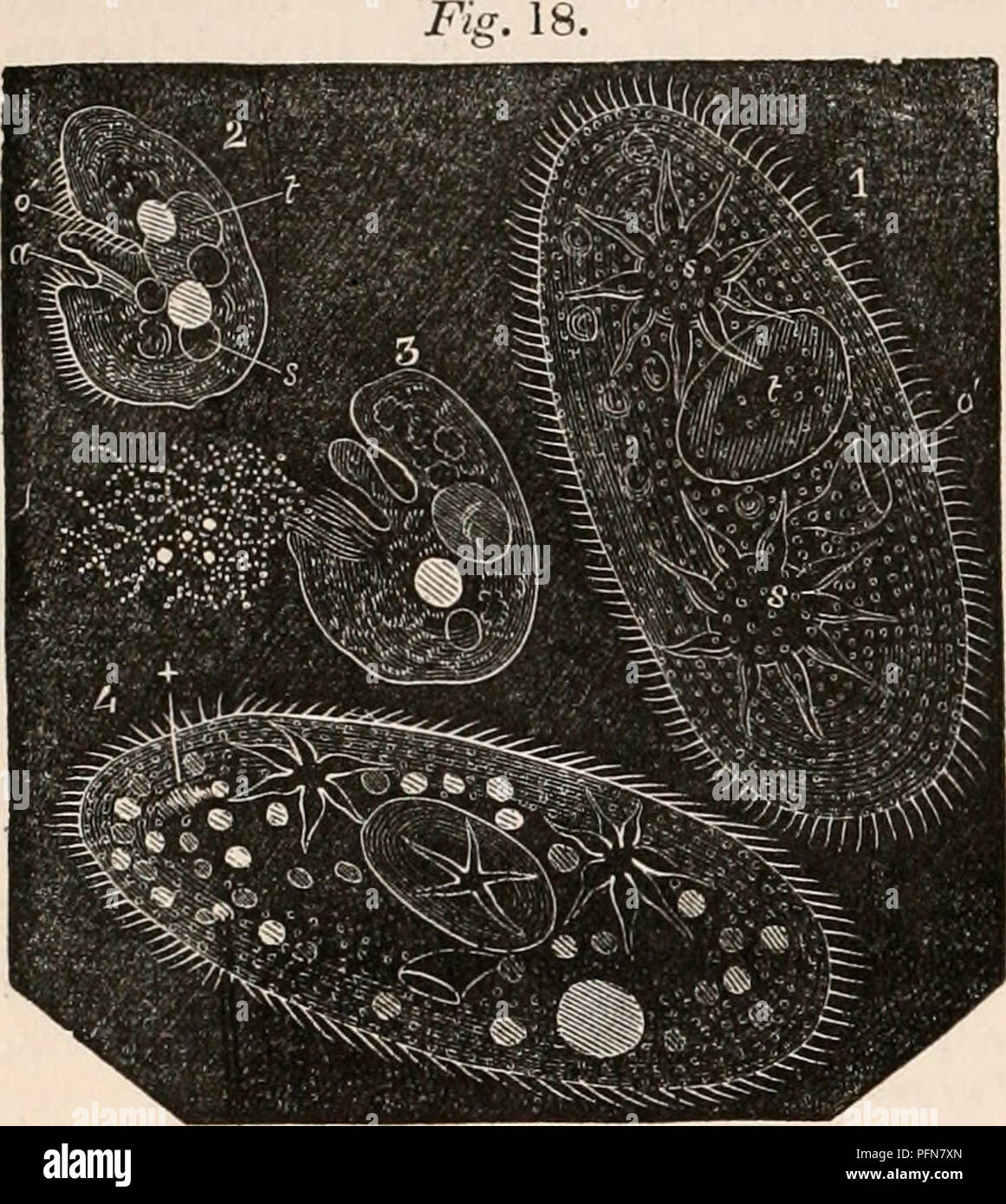 This comprehensive reference work covers the physiology and anatomy of ...
