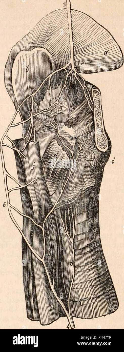 This image shows a detailed illustration of the human larynx, as ...