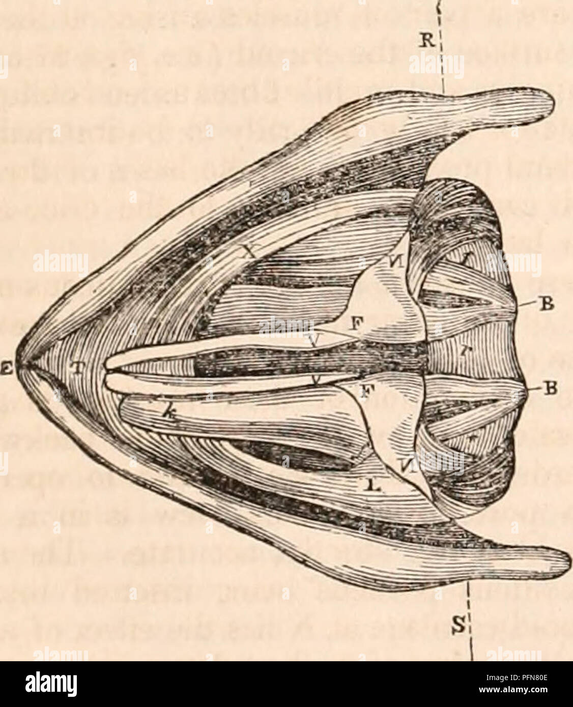 This cyclopedia provides detailed anatomical and physiological ...