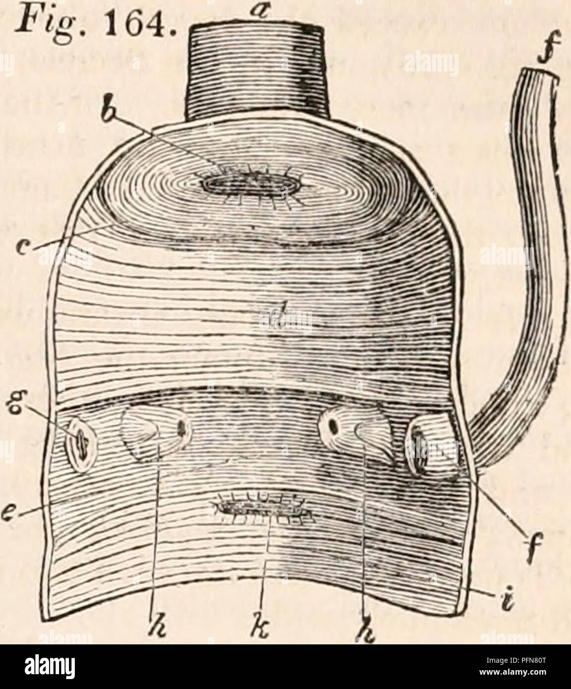 Ostrich anatomy hi-res stock photography and images - Alamy