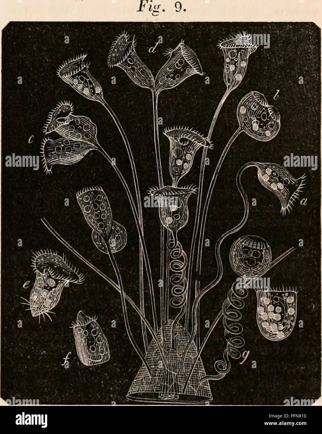 Stentor anatomy hi-res stock photography and images - Alamy