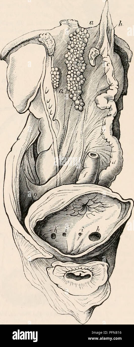 . The cyclopædia of anatomy and physiology. Anatomy; Physiology ...