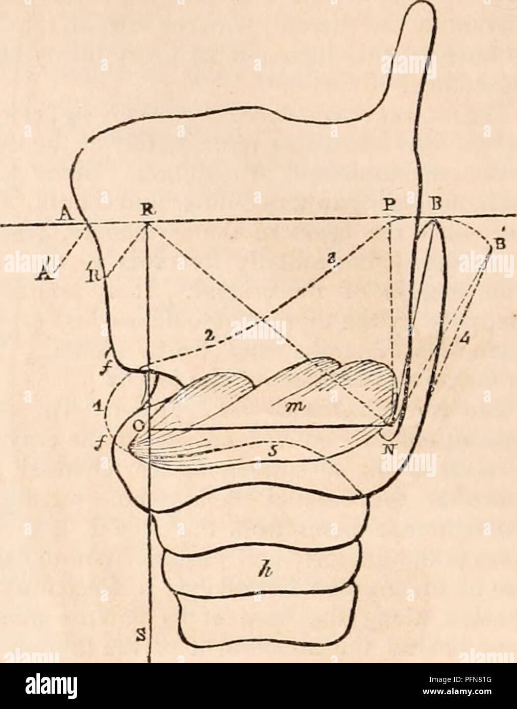 . The cyclopædia of anatomy and physiology. Anatomy; Physiology ...