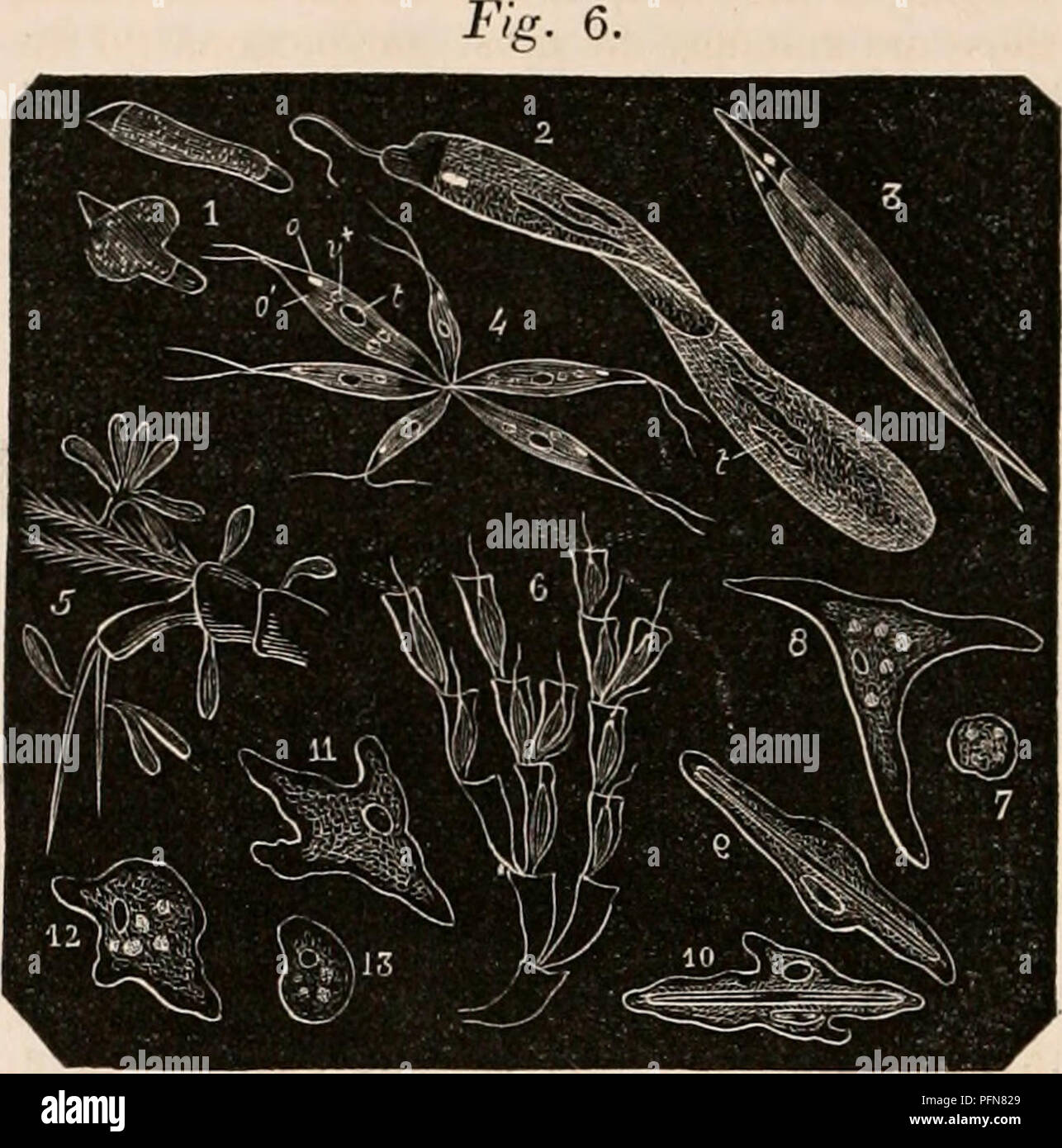 Animalcules Stock Photos & Animalcules Stock Images - Alamy