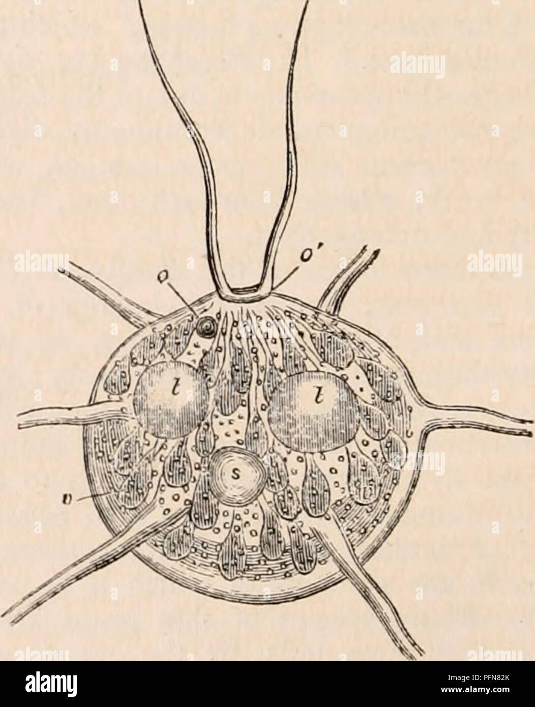 Volvox globator hi-res stock photography and images - Alamy