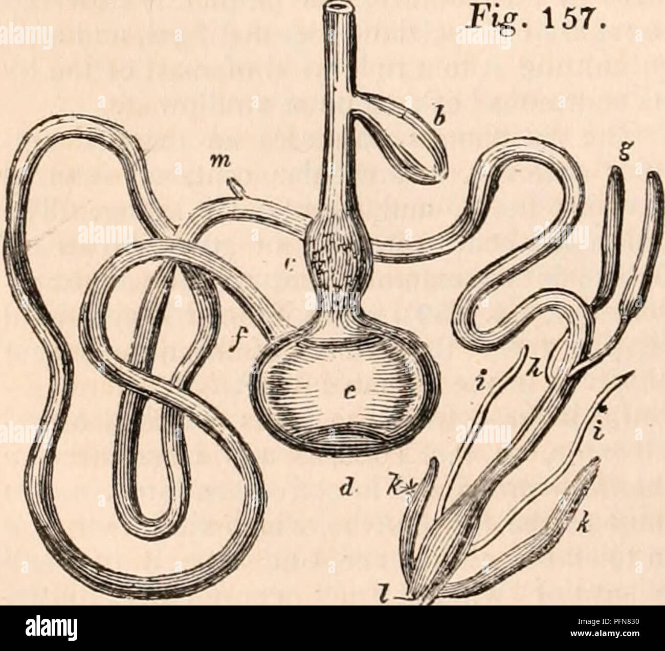 This encyclopedia covers the anatomy and physiology of various animals ...