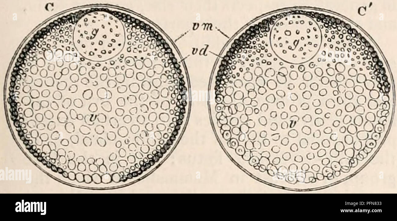 This cyclopædia covers key concepts in anatomy and physiology, offering ...