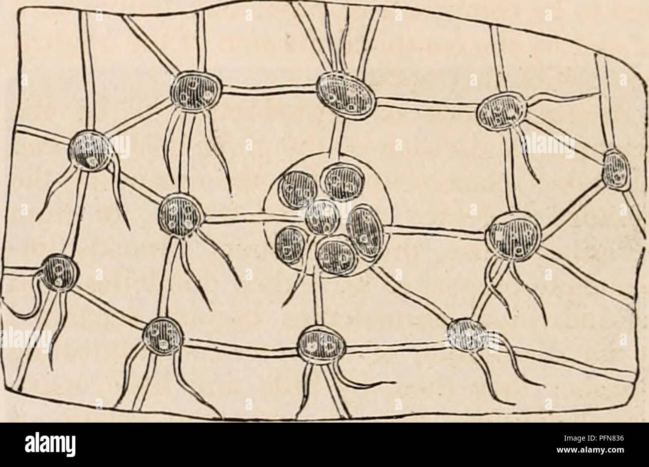 First multicellular organisms hi-res stock photography and images - Alamy