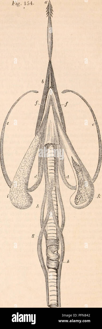 . The cyclopædia of anatomy and physiology. Anatomy; Physiology ...