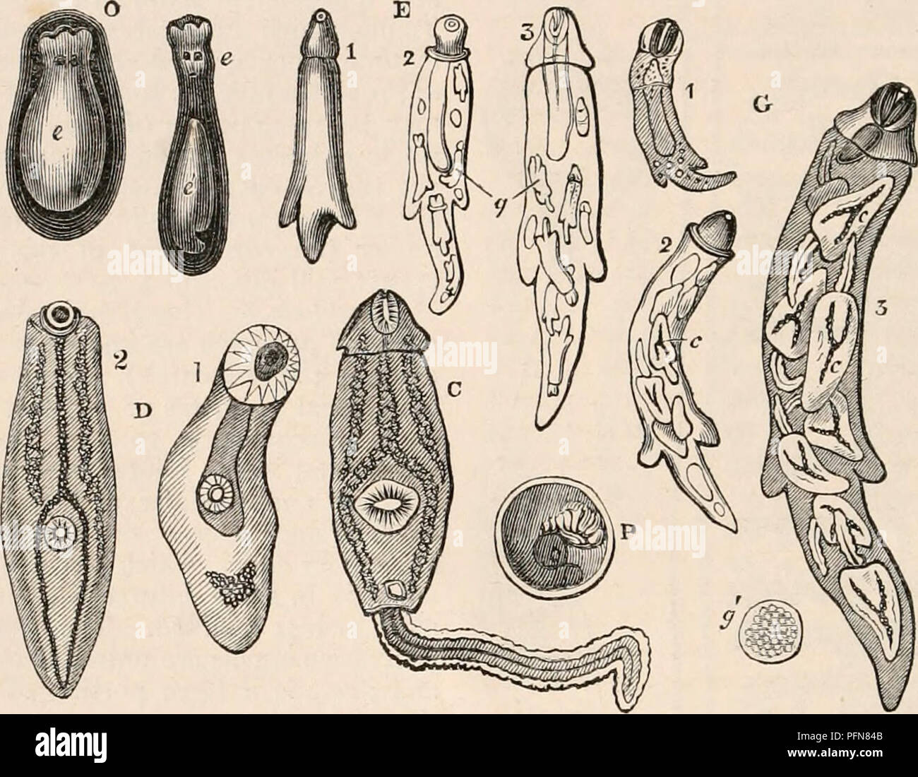 Distoma hi-res stock photography and images - Alamy