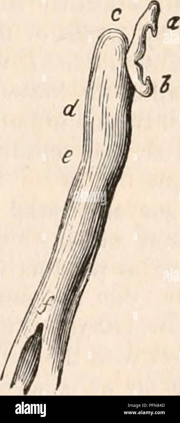 . The cyclopædia of anatomy and physiology. Anatomy; Physiology ...