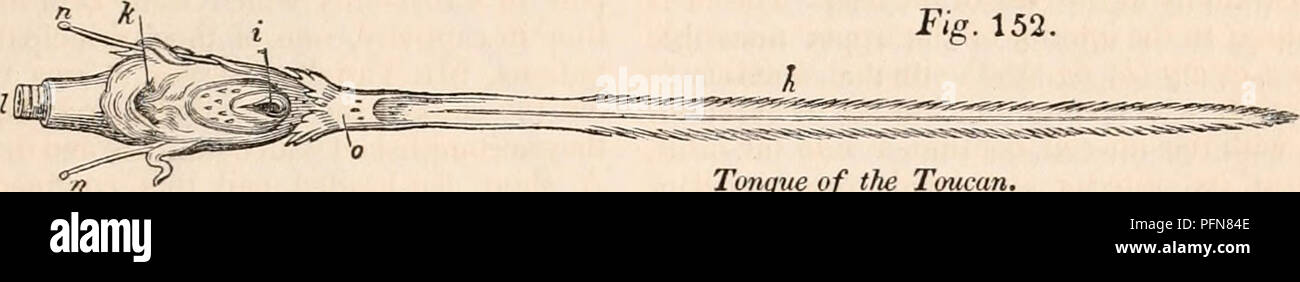 This reference work includes detailed descriptions of the anatomy and ...
