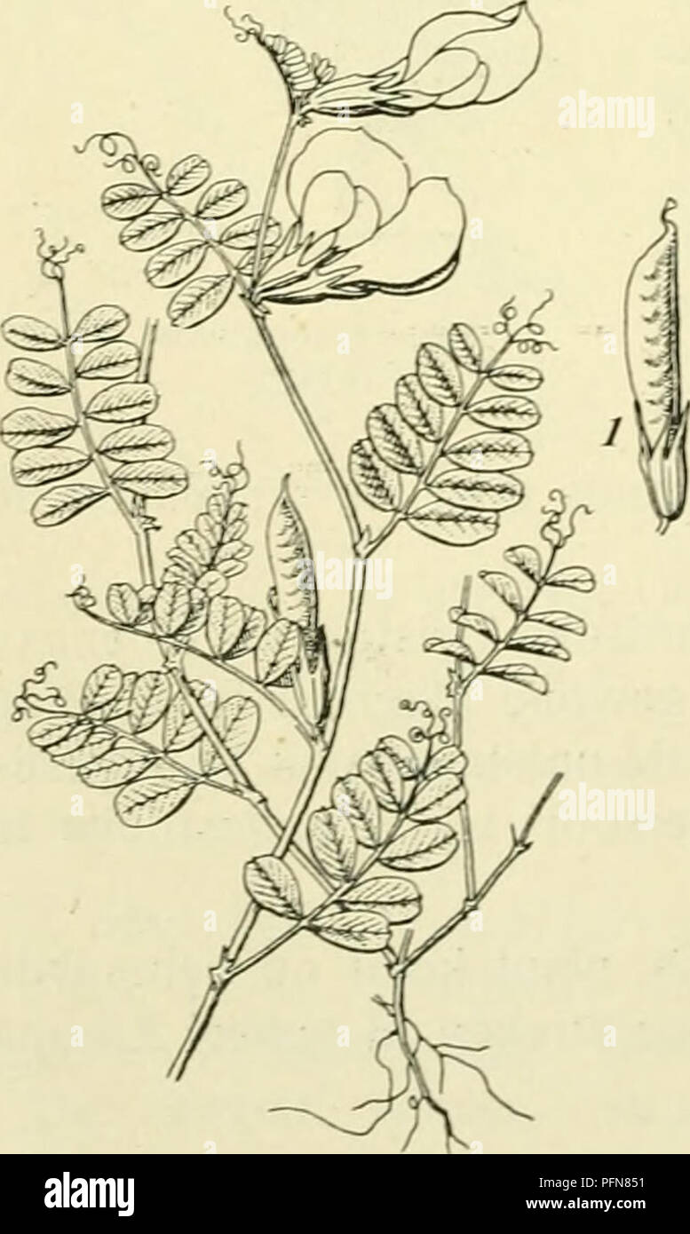 Botanical guide to the flora of the Netherlands, featuring detailed ...