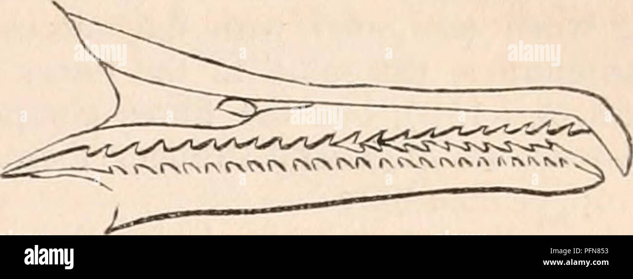 Conical tooth hi-res stock photography and images - Alamy