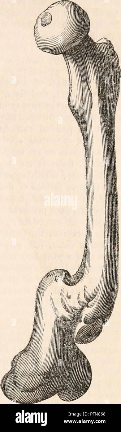 *The Cyclopædia of Anatomy and Physiology* offers detailed descriptions ...