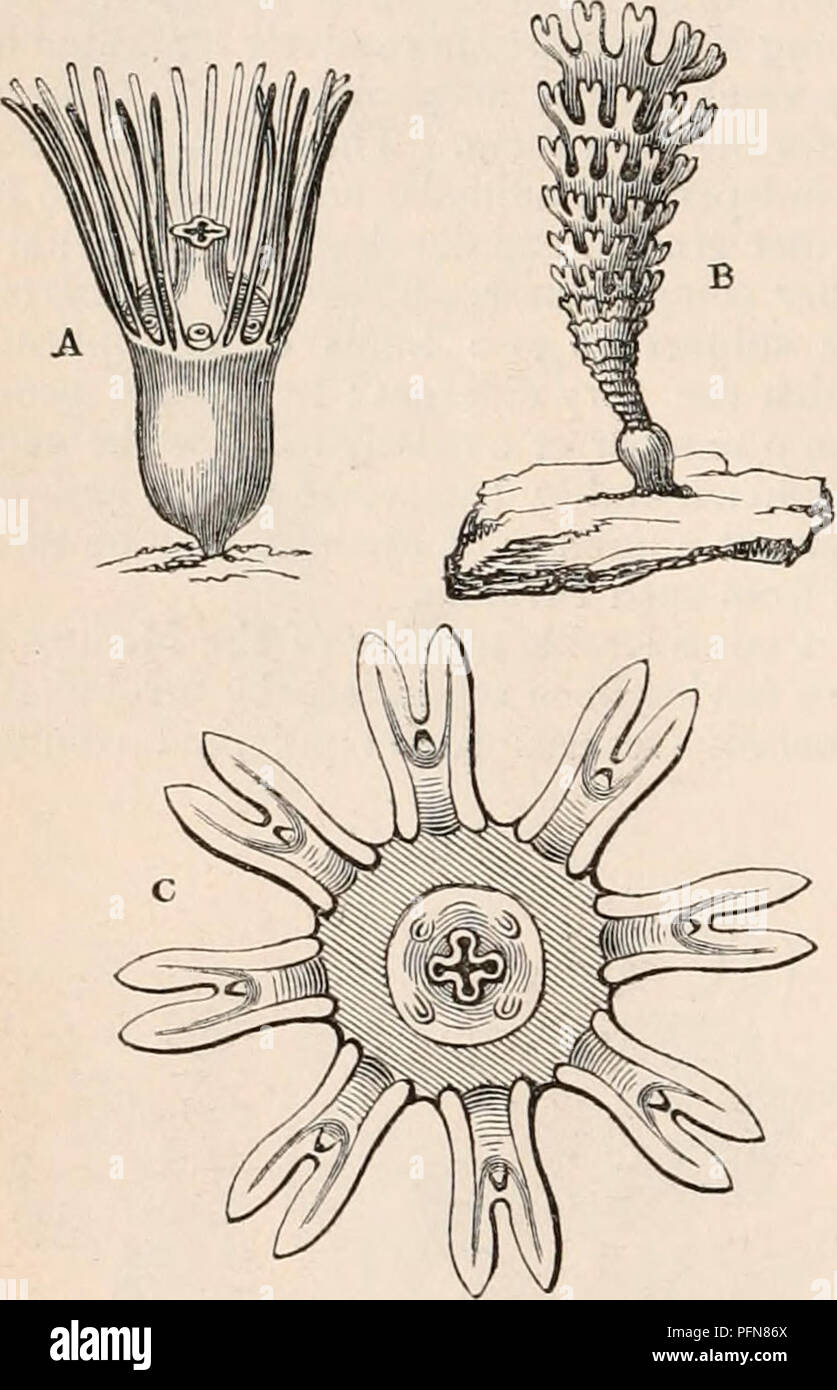 Budding anatomy hi-res stock photography and images - Alamy