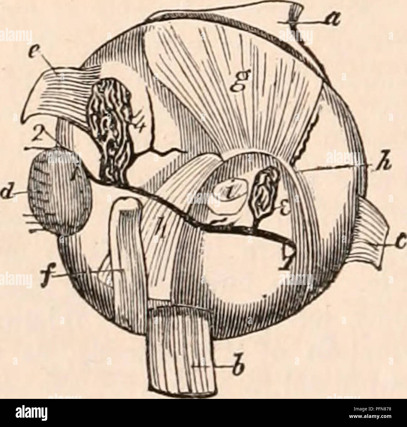 This image from 'The Cyclopædia of Anatomy and Physiology' illustrates ...