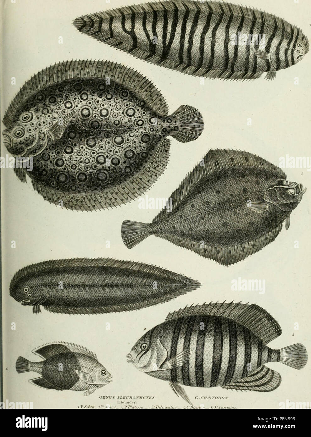 This image shows a detailed entry on ichthyology, with a focus on the ...