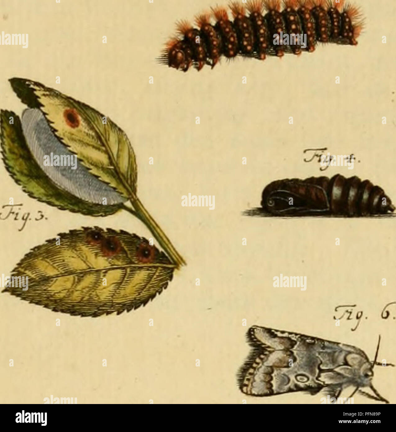 . De natuurlyke historie der insecten; voorzien met naar 't leven ...