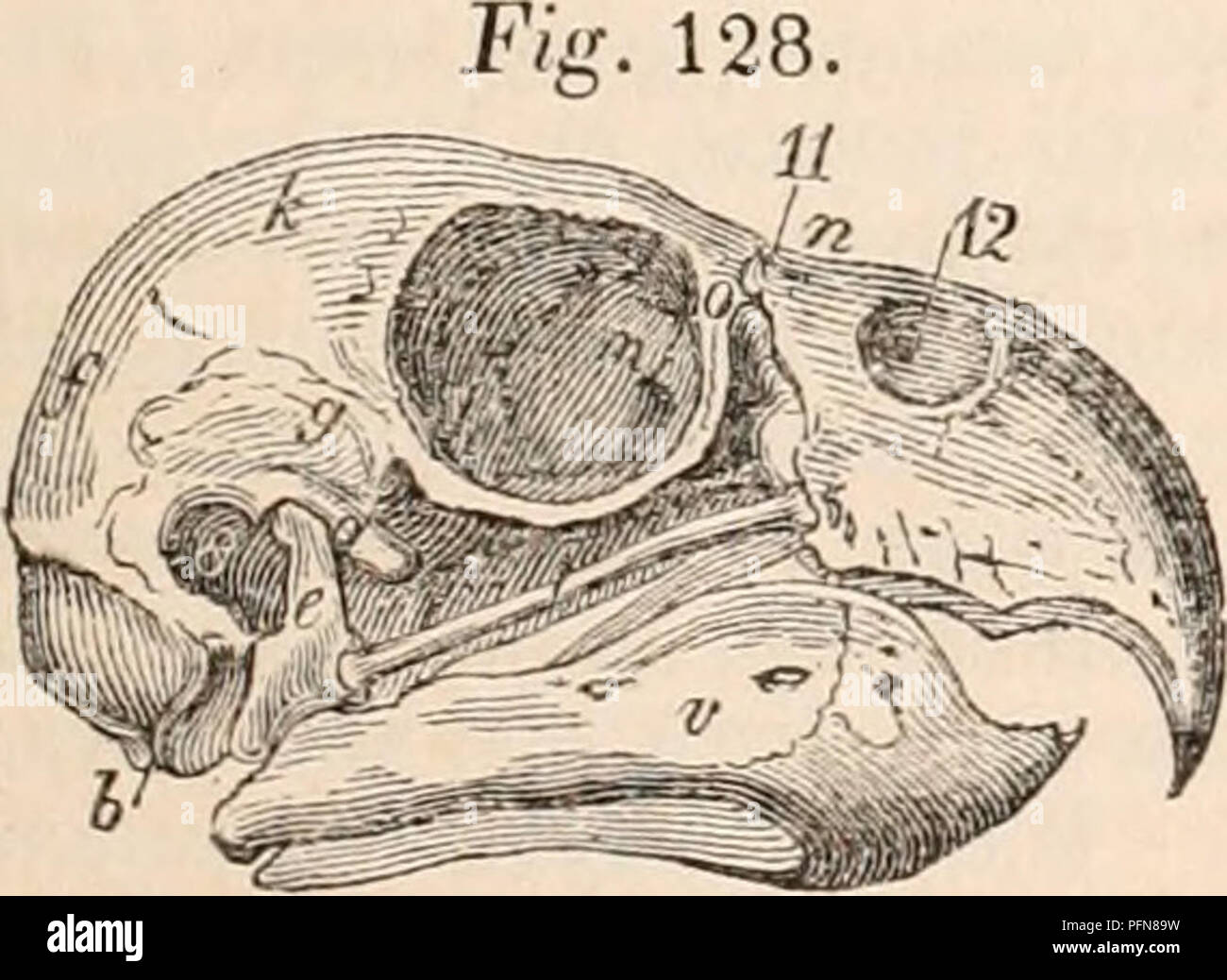 . The cyclopædia of anatomy and physiology. Anatomy; Physiology ...
