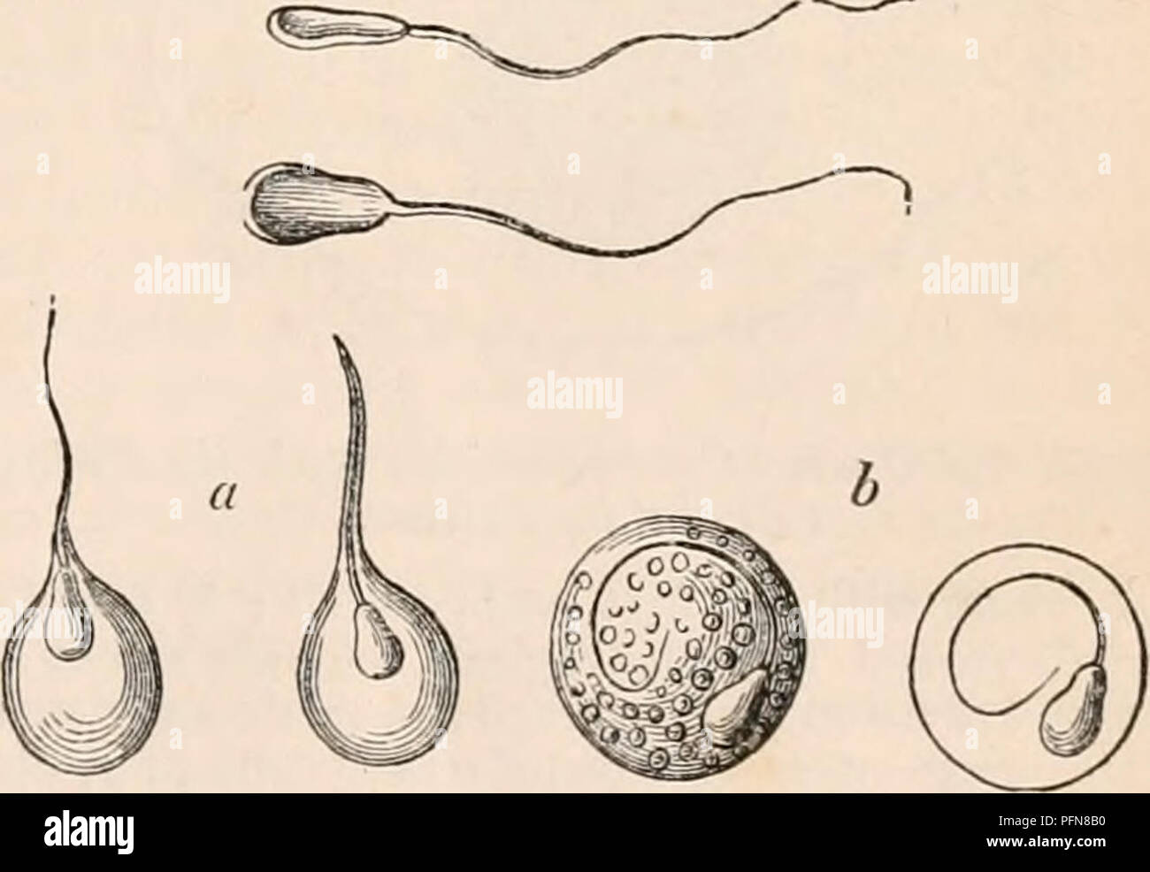 This reference work on anatomy and physiology discusses the formation ...