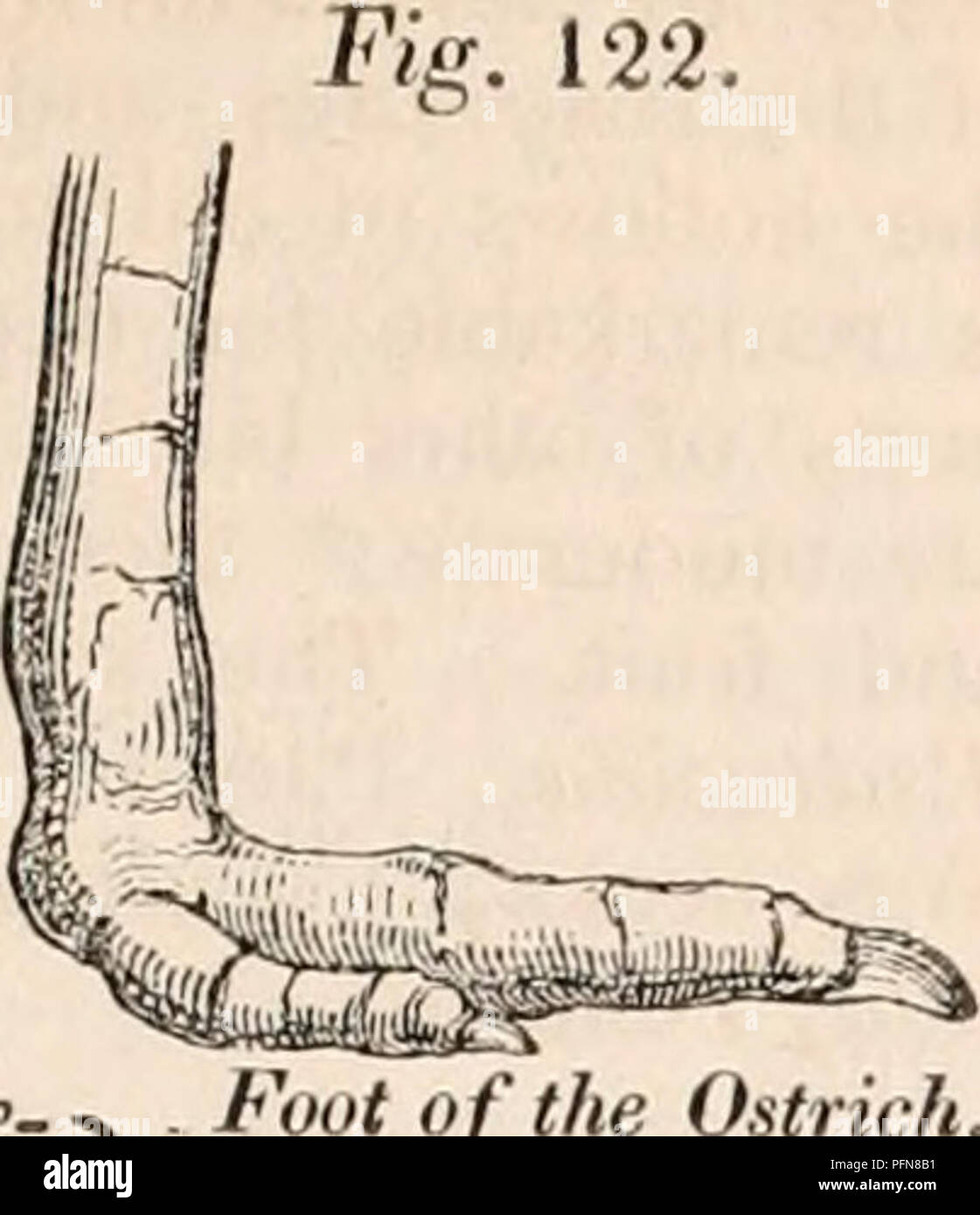 Giants toes hi-res stock photography and images - Alamy