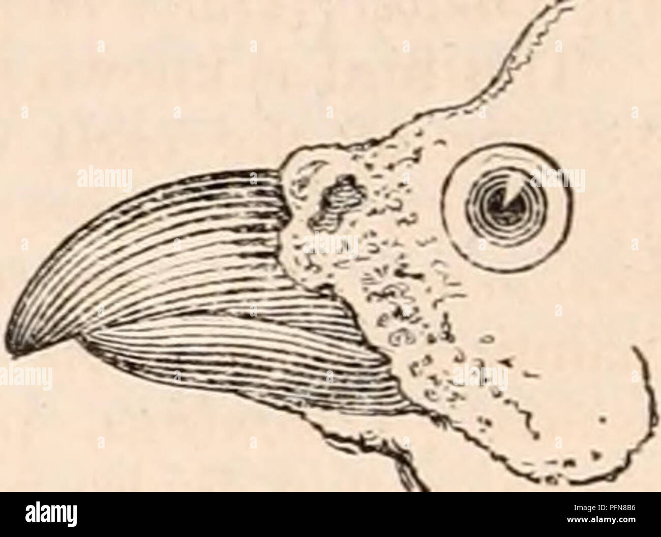 Toucans in flight hi-res stock photography and images - Alamy