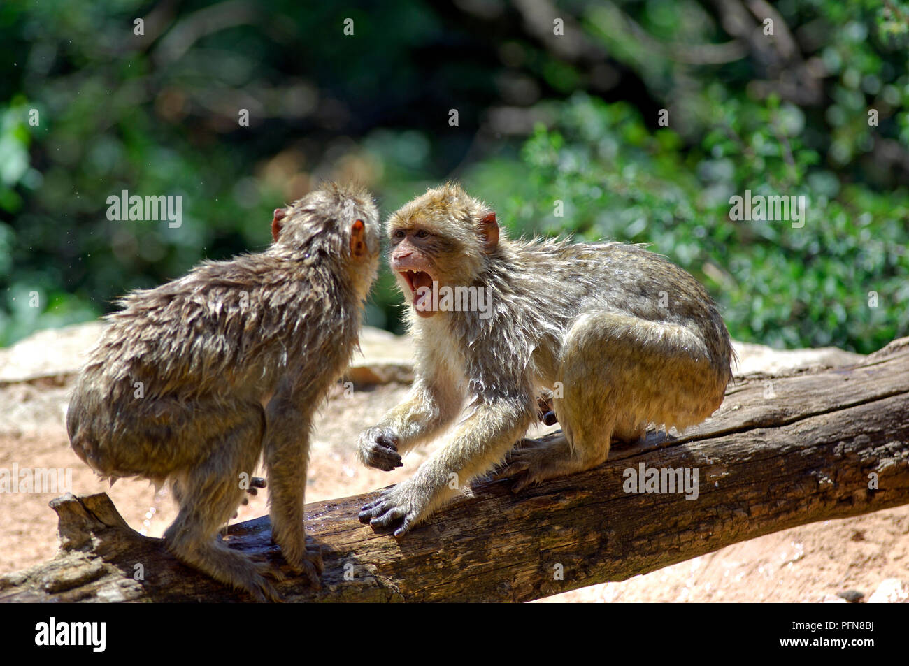Barbary Ape - Fighting between youngs (Macaca sylvana) Magot - Macaque ...