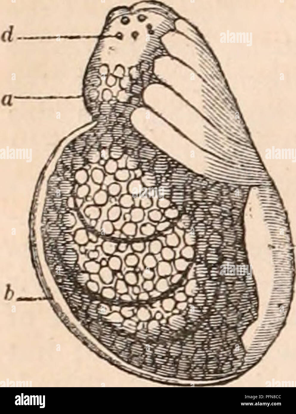 This anatomical and physiological reference text explores the detailed ...