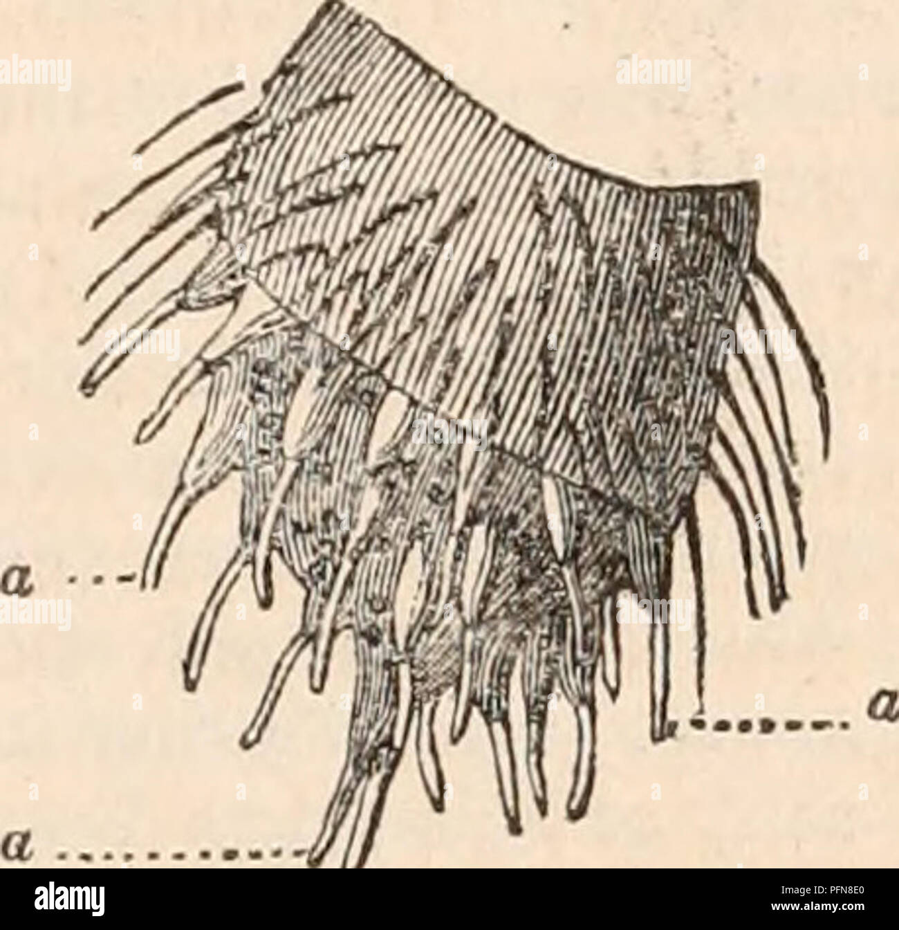 This illustration from 'The Cyclopaedia of Anatomy and Physiology ...