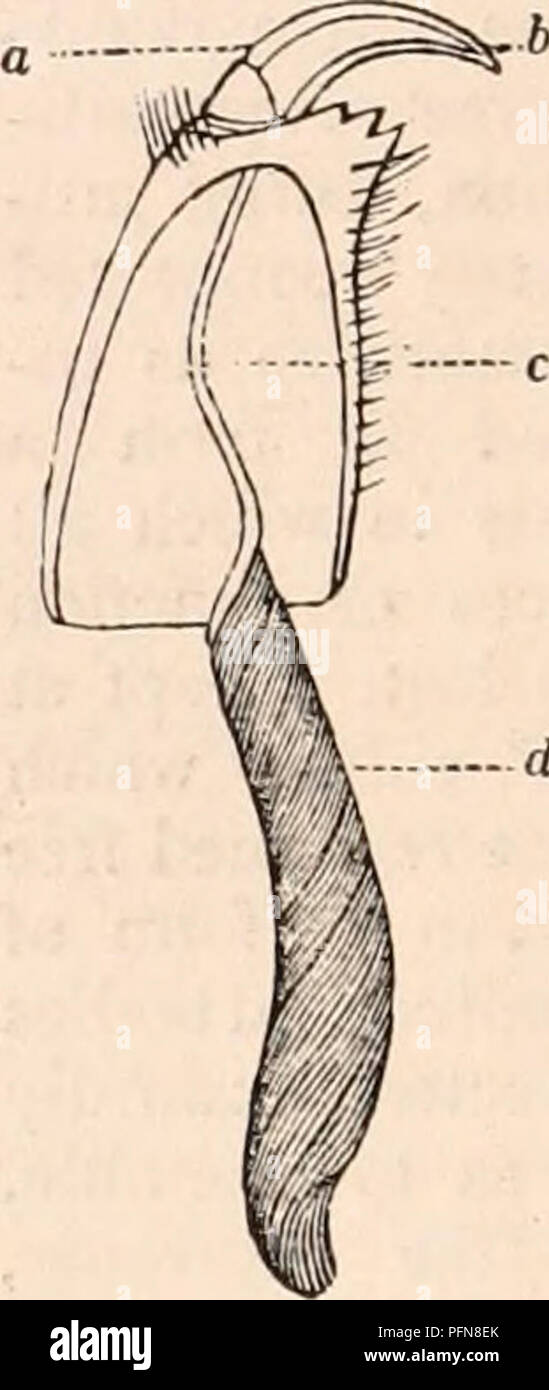 This work provides a detailed analysis of human anatomy, focusing on ...