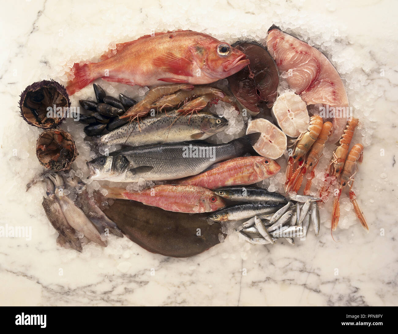 Overhead view of a platter of fresh fish and seafood including mussels ...