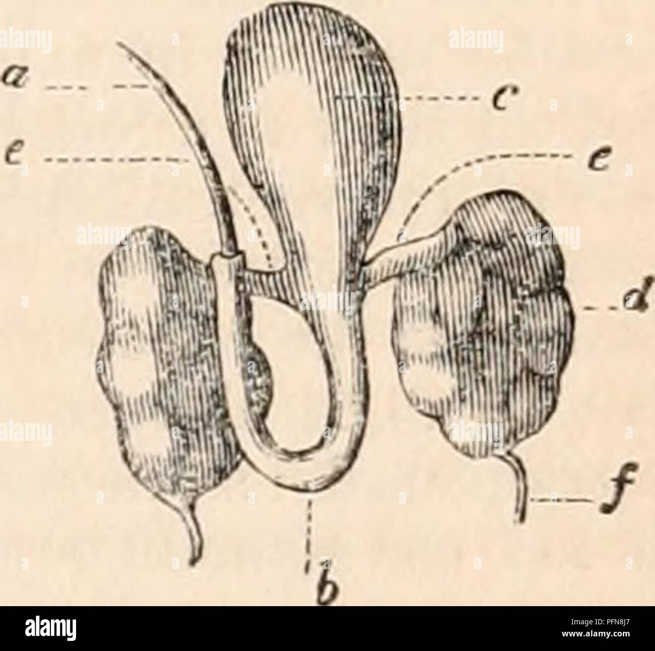 This comprehensive reference work on anatomy and physiology provides ...