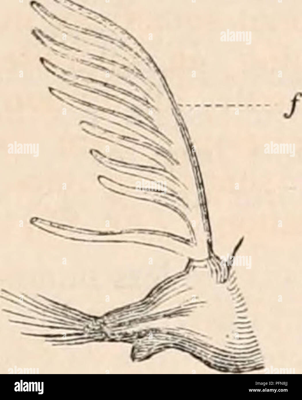 Filiform papillae hi-res stock photography and images - Alamy