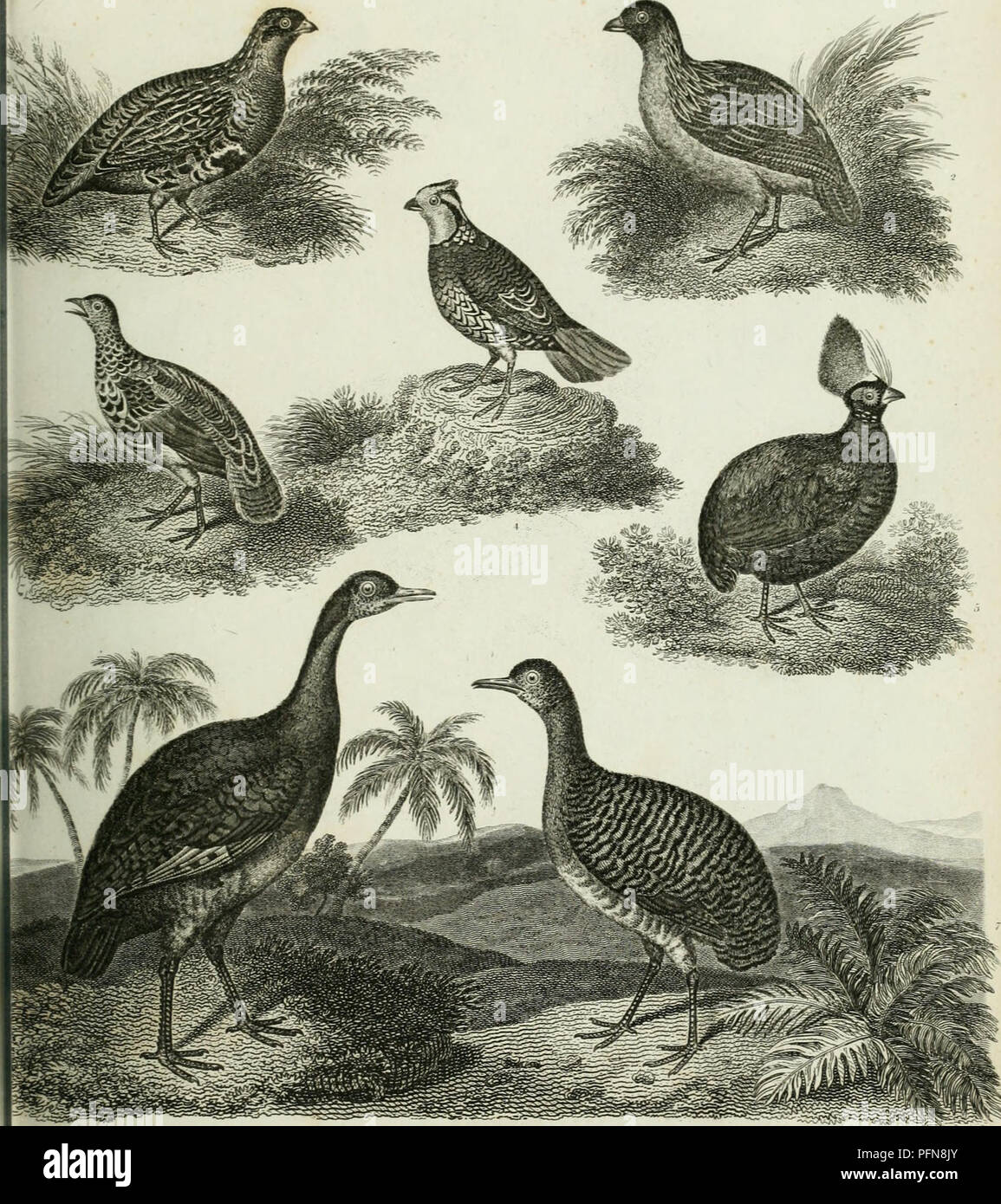 A detailed reference work compiled by Abraham Rees, this cyclopaedia ...