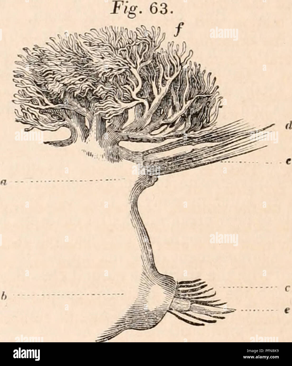 This comprehensive cyclopedia covers human and animal anatomy ...