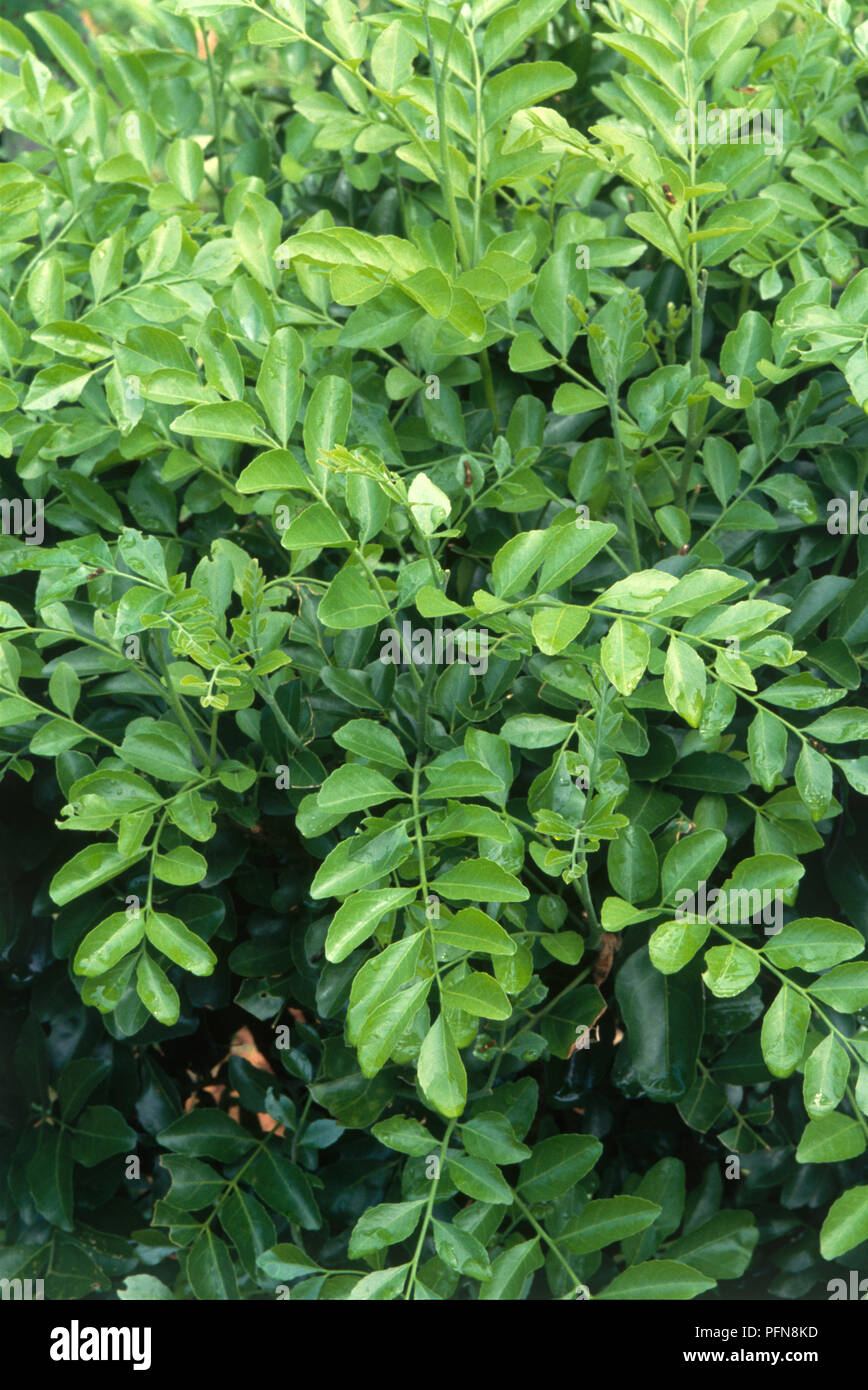 Large curry tree hi-res stock photography and images - Alamy