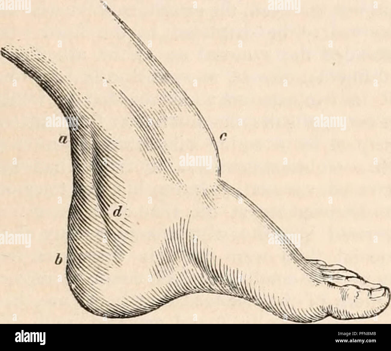This illustration is from 'The Cyclopedia of Anatomy and Physiology ...