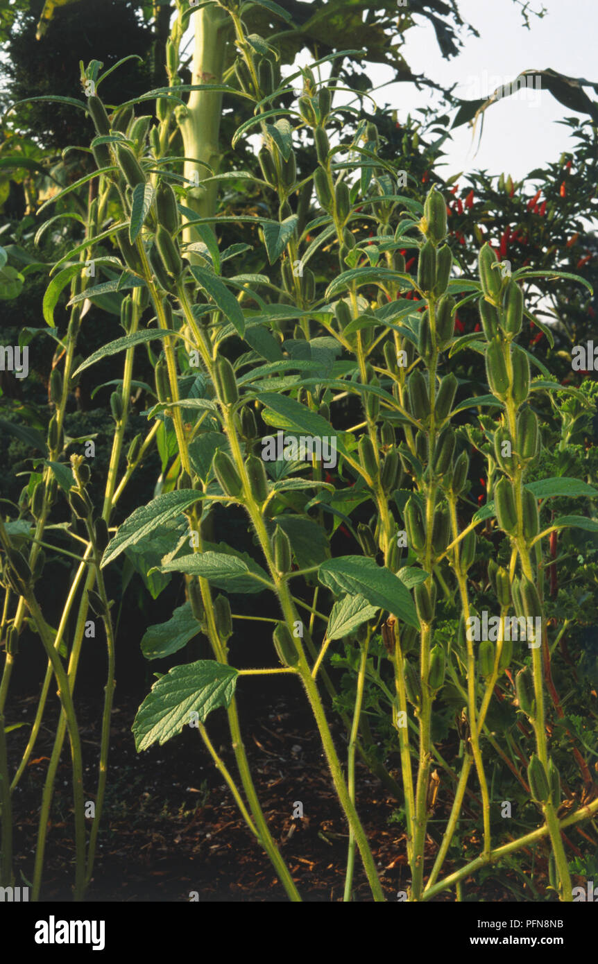 Willowy plants hi-res stock photography and images - Alamy