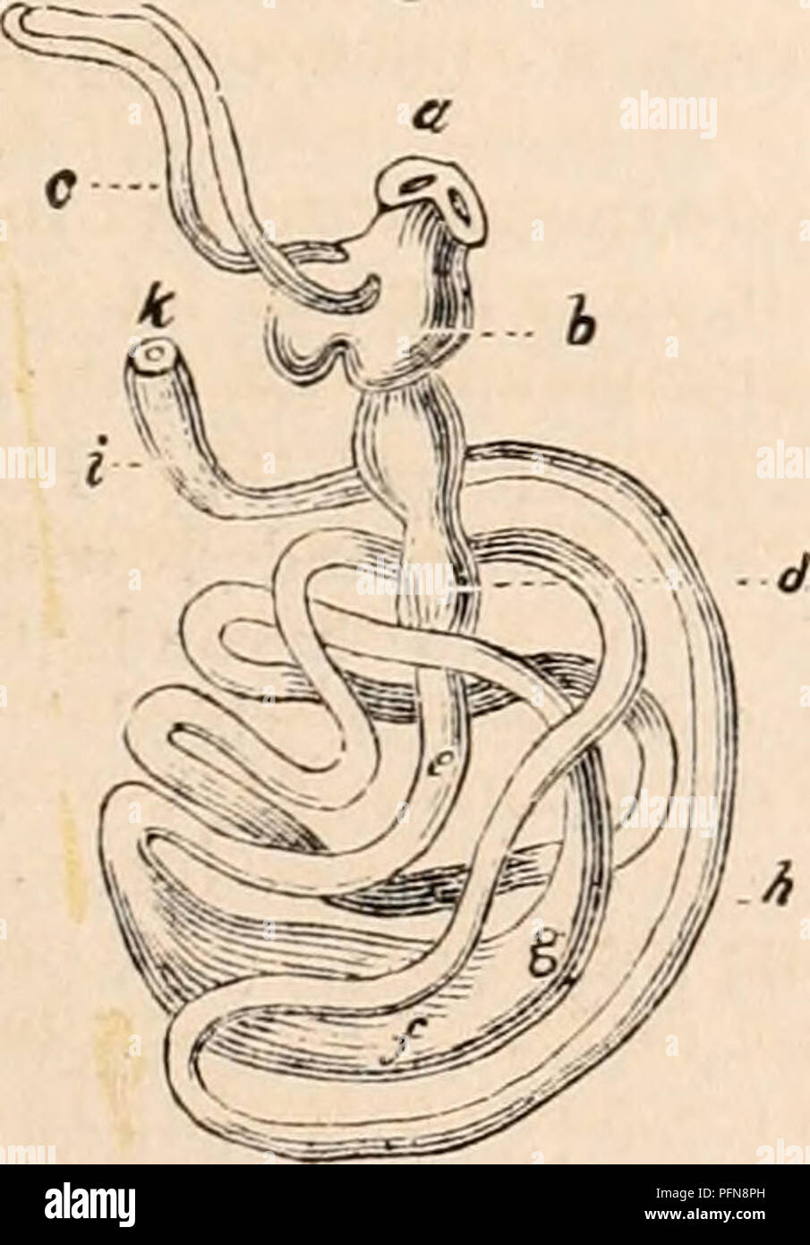 Recurved teeth hi-res stock photography and images - Alamy