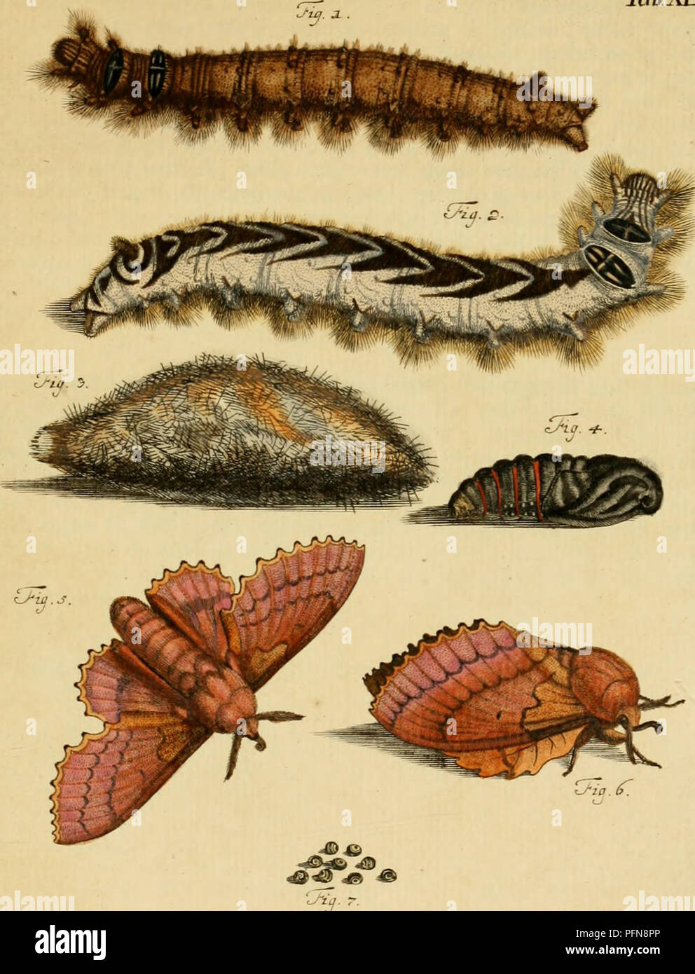 This Dutch work provides a natural history of insects, featuring ...