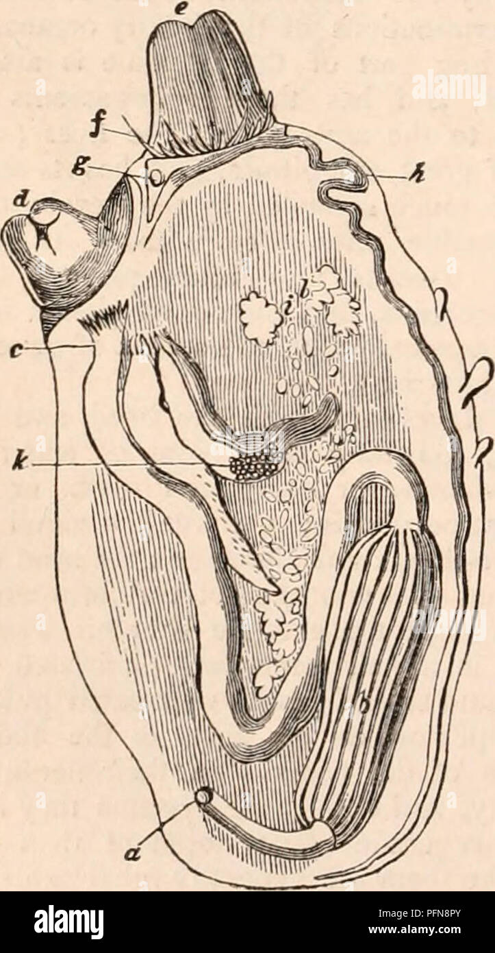 . The cyclopædia of anatomy and physiology. Anatomy; Physiology ...
