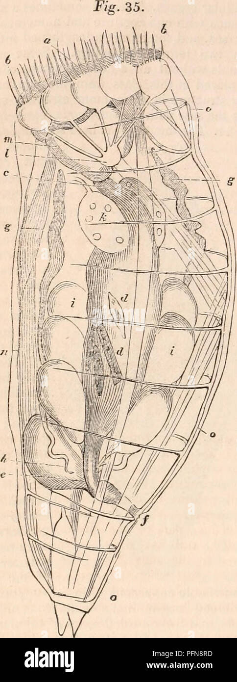 This cyclopedia provides detailed descriptions of the animal kingdom ...